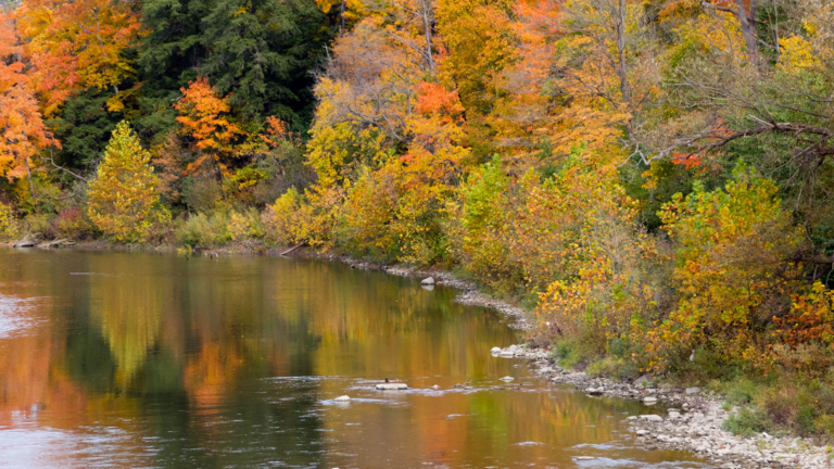 Erica Elijah | Oneida Nation of the Thames - Spirit Aligned Leadership